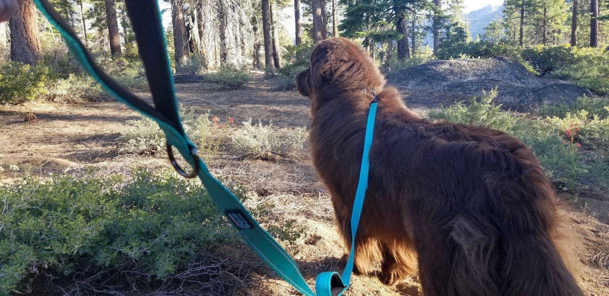 The 5 Best Dog Leashes | Tested & Rated
