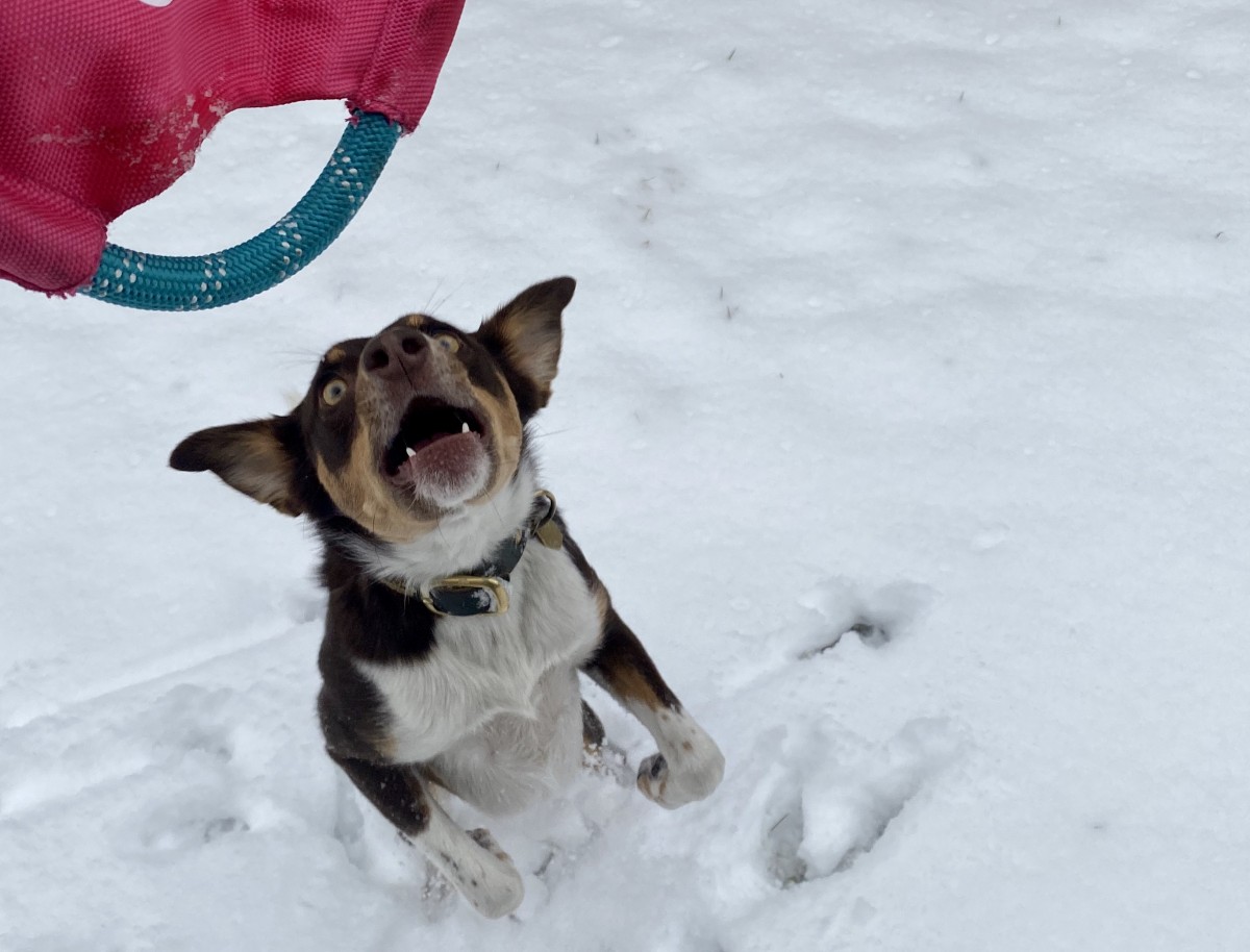 The Best Dog Frisbees | Tested & Rated