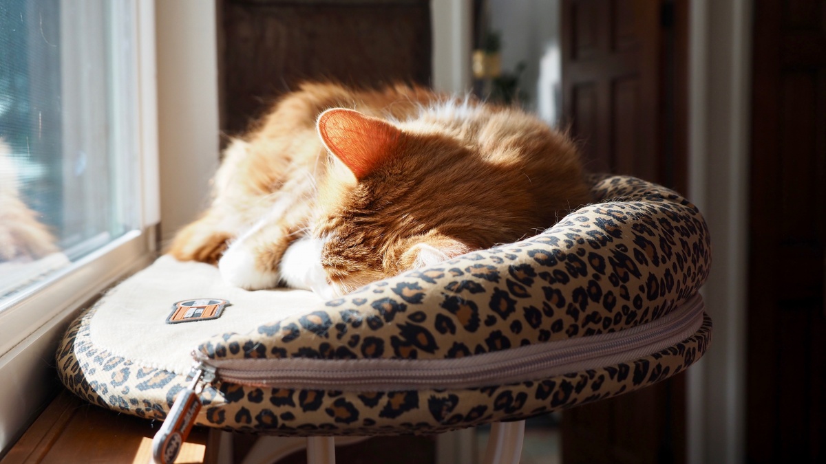 The 6 Best Cat Beds | Tested & Rated