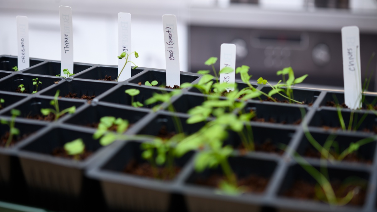 The 4 Best Seed Starter Kits | Tested & Rated