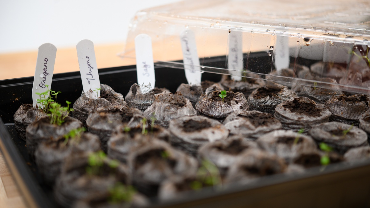 The 4 Best Seed Starter Kits | Tested & Rated