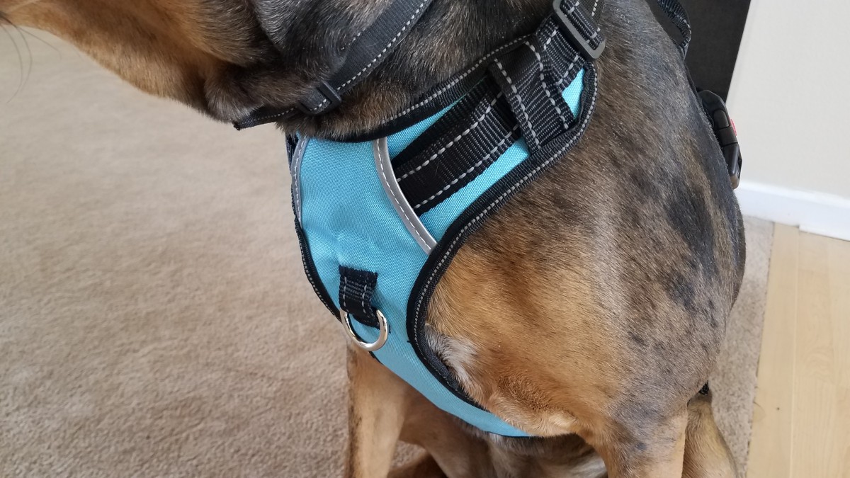 The 4 Best Dog Harnesses of 2025 | Tested & Rated