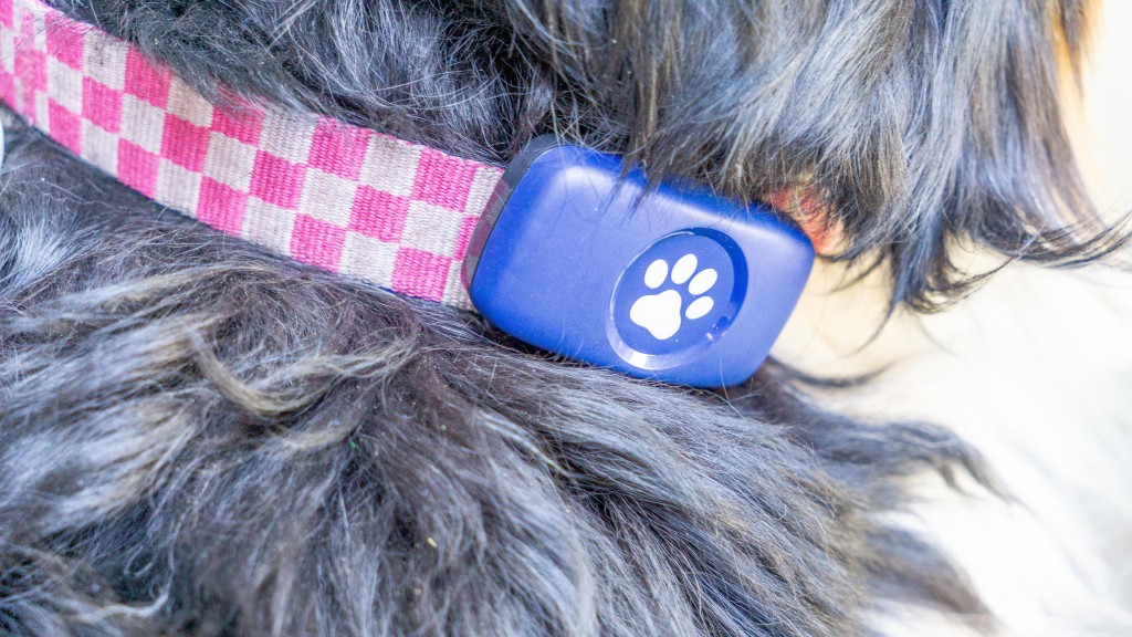 Pit Pat Dog Review | Tested & Rated